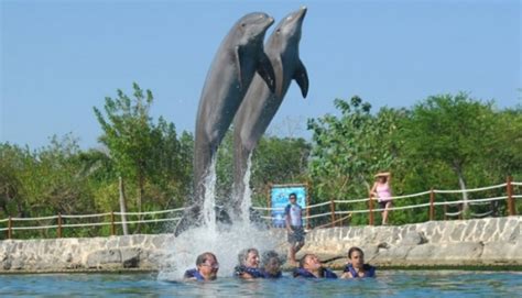 Swim With Dolphins Delphinus Xel Ha