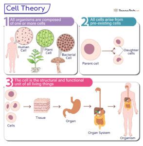 Cell Theory Definition Parts Timeline And Diagram
