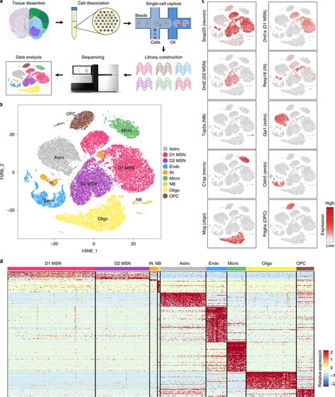 scrna seq reveals major cell populations in the nac a workflow of