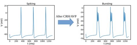Spiking And Bursting Patterns Of The Corticotroph Model Respectively Download Scientific