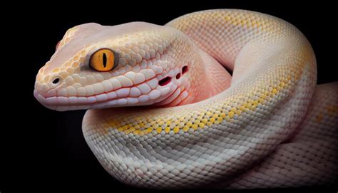 Premium Photo Detailed Rendering Of Yellow Pink Albino Python Background