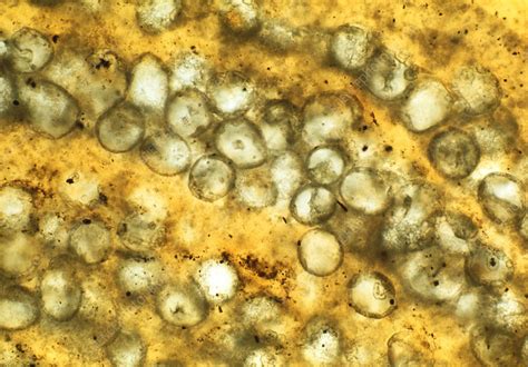 Fossilised Cyanobacteria Stock Image E442 0515 Science Photo Library