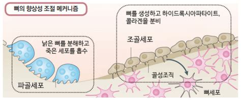 하이드록시아파타이트 인간의 뼈에서 영감을 받다 Science Life 서울과학교육 웹진