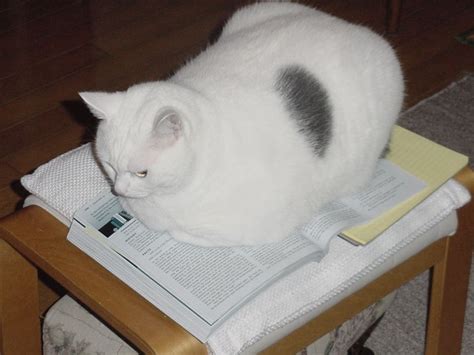 Mark Zeid On Linkedin I Have More Than 40 Years Of Writing Experience I Did Freelance Writing…