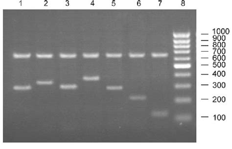 Detection Of Se Genes In The Production Strain S Aureus Of The Download Scientific Diagram