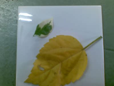 Science For U STEPS TO TEST PRESENCE OF STARCH IN THE LEAF