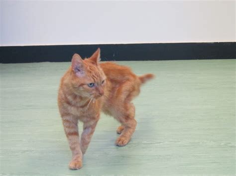 Hyperthyroid Cat Poor Body Condition The Hyperthyroid Cat Centre