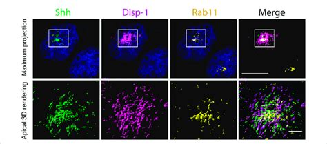 High Resolution Image Of Subapical Endosomes Containing Shh Disp 1