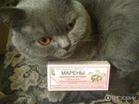 Марена красильная для лечения котов: состав и свойства, инструкция по ...