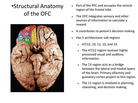 Ppt Orbitofrontal Cortex And Its Contribution To Decision Making