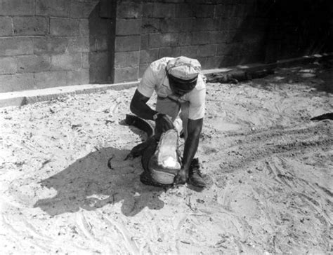 Alligator Farms 33 Astounding Vintage Photographs