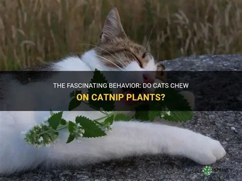 The Fascinating Behavior Do Cats Chew On Catnip Plants Shuncy