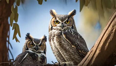 Do Owls Mate For Life Do They Stay Together After Mating