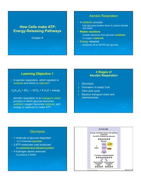 How Cells Make ATP Energy Releasing Pathways University City