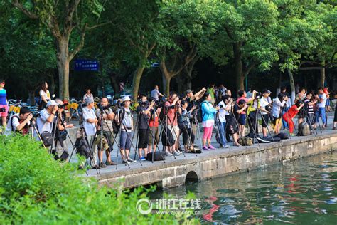 长枪短炮共摄雷峰夕照 嵊州新闻网