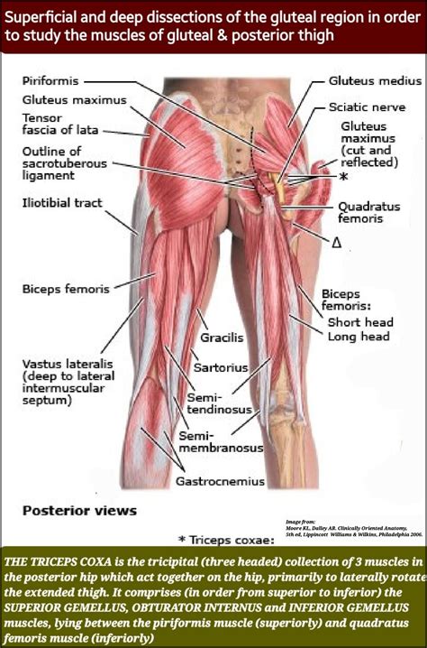 Muscles Of The Gluteal Region