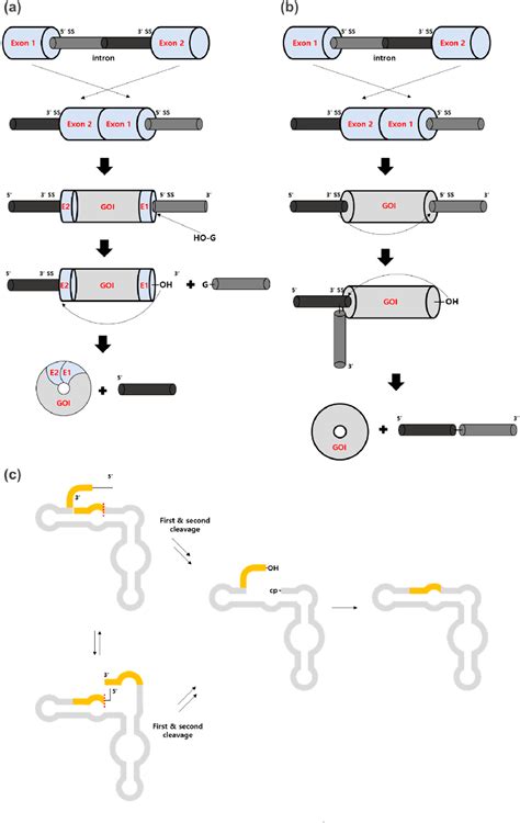 Figure 1 From Pros And Cons Of In Vitro Methods For Circular Rna Preparation Semantic Scholar