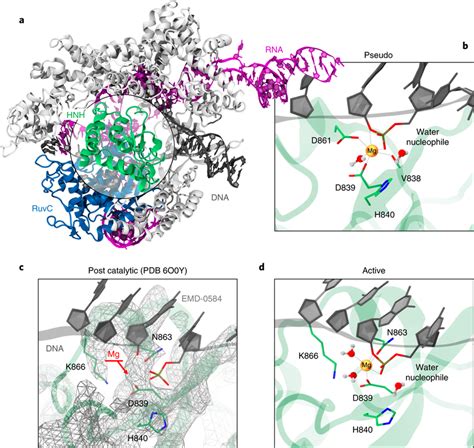 Overview Of The Streptococcus Pyogenes Sp Crispr Cas9 System A X Ray Download Scientific
