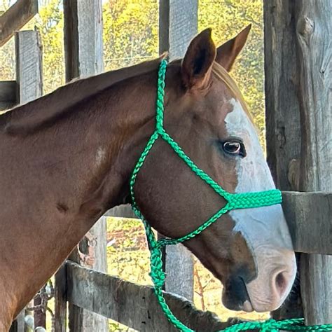 Mule Tape Halters Assorted Colors Etsy
