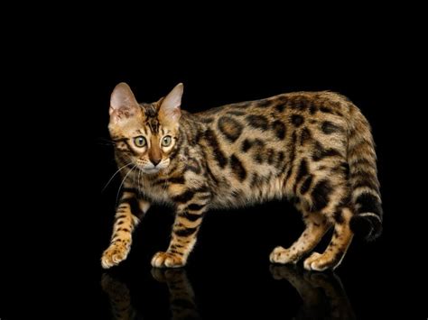 Which Cat Is The Strongest Get To Know The Strongest Small Cats Mymoggy