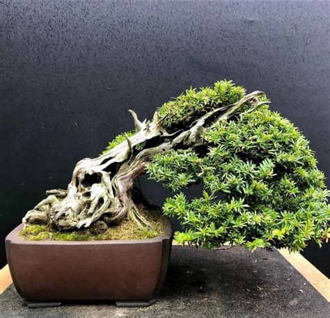 Taxus Cuspidata Japanese Yew Bonsai Bonsai4me