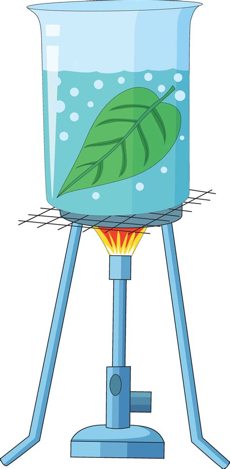 Experiment Showing Leaf Dissolved In A Water Beaker Placed On A Tripod