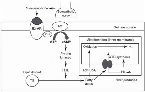 Physiology Of The Sympathoadrenal System Basicmedical Key