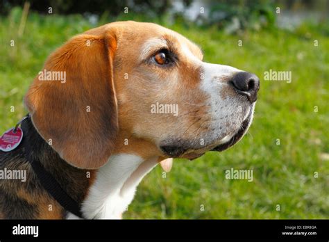 Beagle Canis Lupus F Familiaris Six Year Old Male Portrait Stock