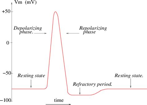 Synopsis Ias Draw A Typical Neuron Action Potential Discuss The Ionic Basis For The Propagation