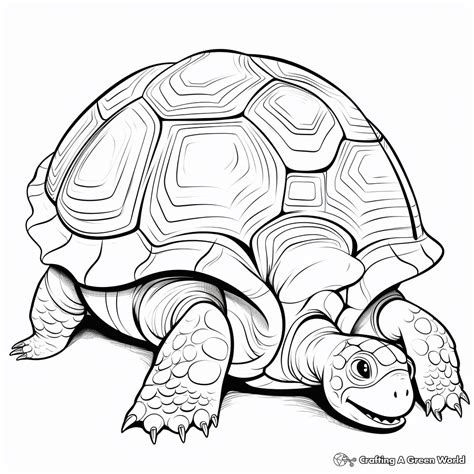 Turtle Shell Coloring Pages Free And Printable Turtle Shell Coloring Pages Free And Printable