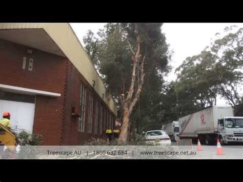 SYDNEY ARBORIST TREE REMOVAL Treescape