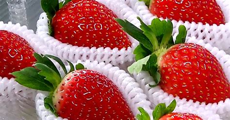 강소농 달걀보다 큰 아리향 딸기한 알 5천원에도 수출 인기