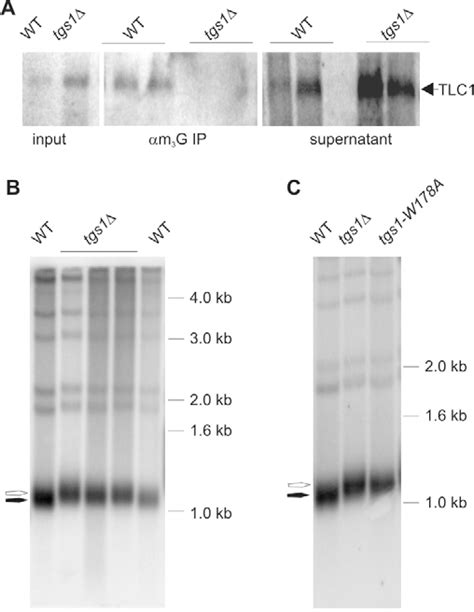 Figure 1 From Hypermethylation Of Yeast Telomerase Rna By The Snrna And Snorna Methyltransferase