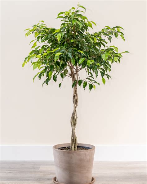 Buy Ficus Benjamina Wintergreen Weeping Fig Tree Online Ficus