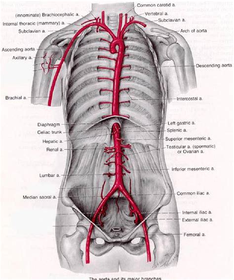 Anatomia Da Aorta Abdominal Braincp