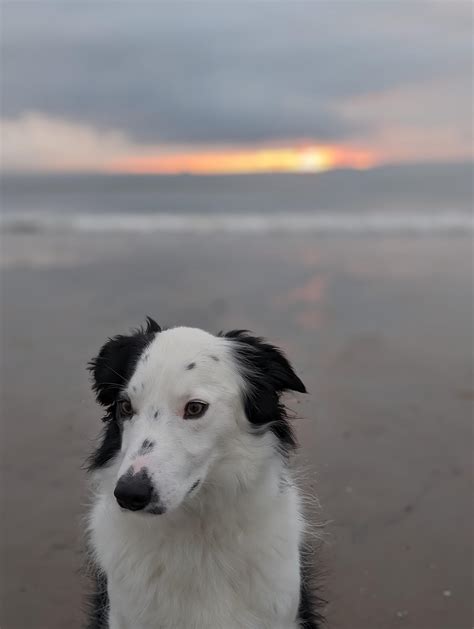 Sunrise Walks Are The Best R Bordercollie