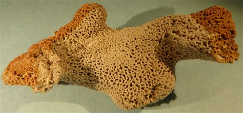 Sponge Sponges The Fossil Forum