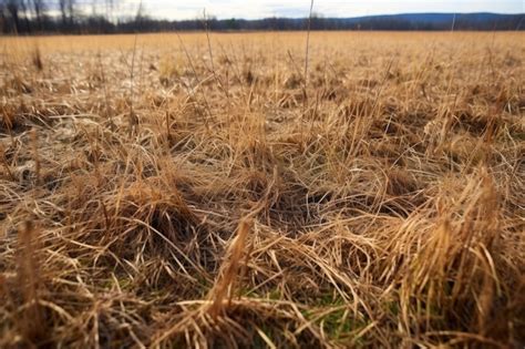 Premium Ai Image Patches Of Brown Dying Grass In A Field