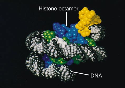 Histone Protein Structure