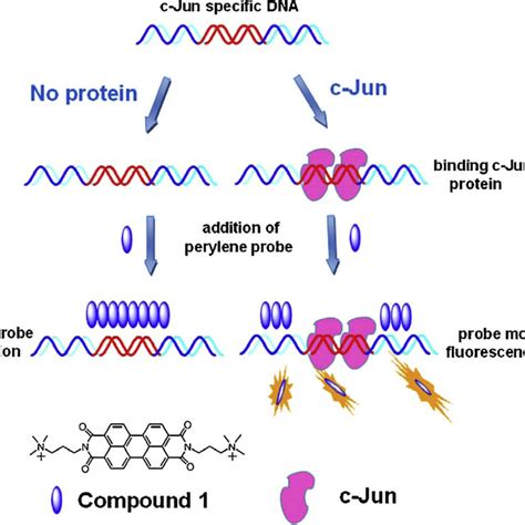 Scheme 1 Strategy For The Selective Sensing Of The Dna Binding Protein Download Scientific