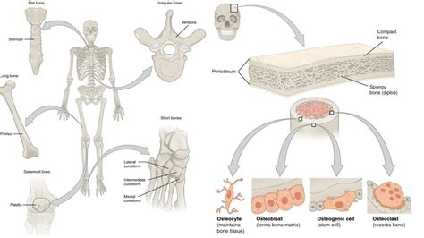 Simple Columnar Epithelium Definition Structure Functions Examples Biology Notes Online