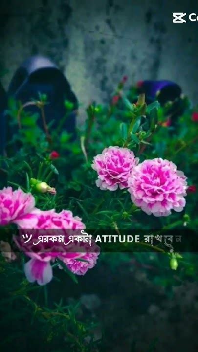 আমি কখনো হারি না আমি হয় জিতি নয় শিখি Shortvideoviralislam