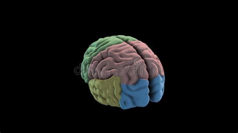 Brain Rotation Loop Background 3d Rendering Animation Human Brain Lobe Parts Stock