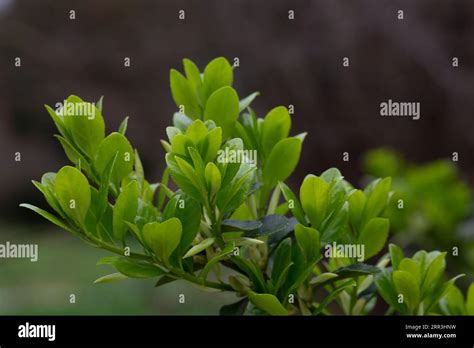 Fresh Green Buxus Buxus Sempervirens Leaves Close Up Of Evergreen