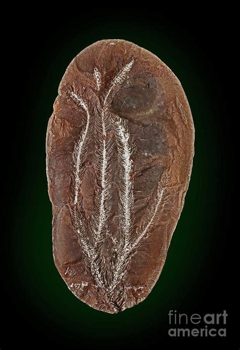 Lepidodendron Plant Fossil By Science Photo Library
