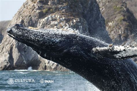 El Museo Regional De Historia De Colima Sumerge A Sus Visitantes En El H Bitat De La Ballena