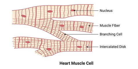 Premium Vector Heart Muscle Cell Nucleus Muscle Fiber Branching Cell Intercalated Disk Vector