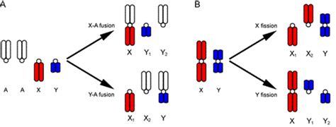 The Contribution Of Female Meiotic Drive To The Evolution Of Neo‐sex