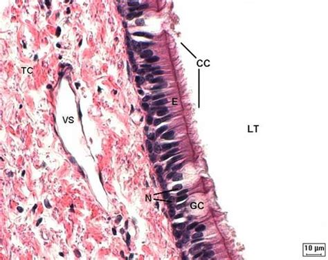 A Essência Da Ciência Histologia