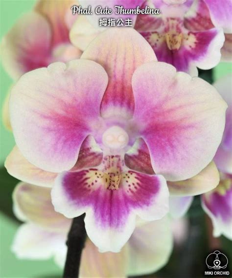 美琪園藝 Miki Orchid